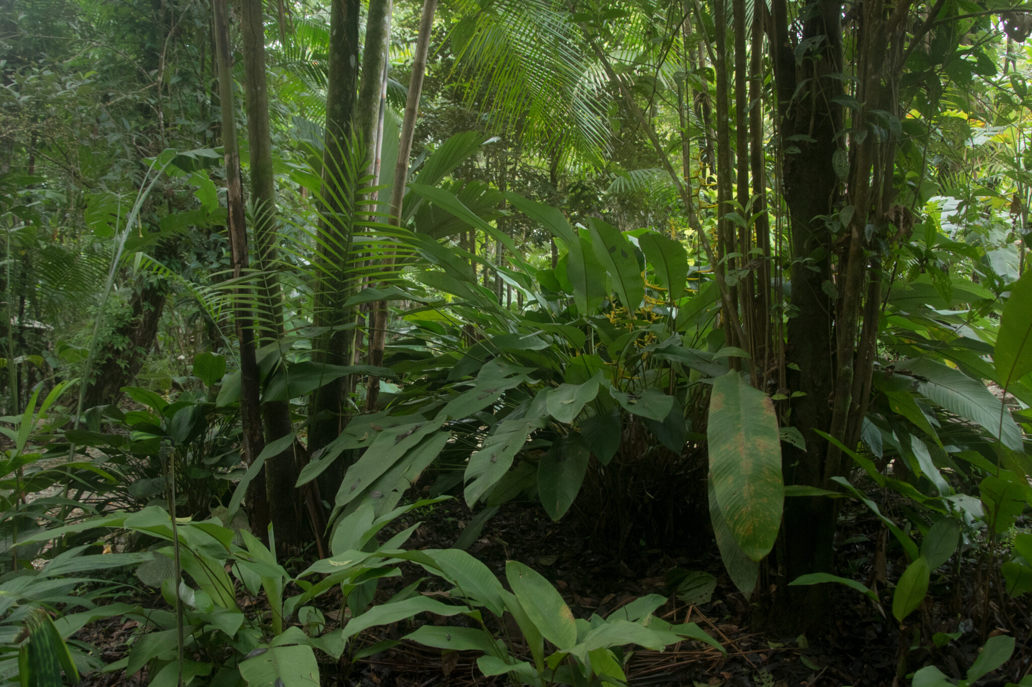 Jardin botanique de Guyane - Balade paisible à travers la flore Guyanaise