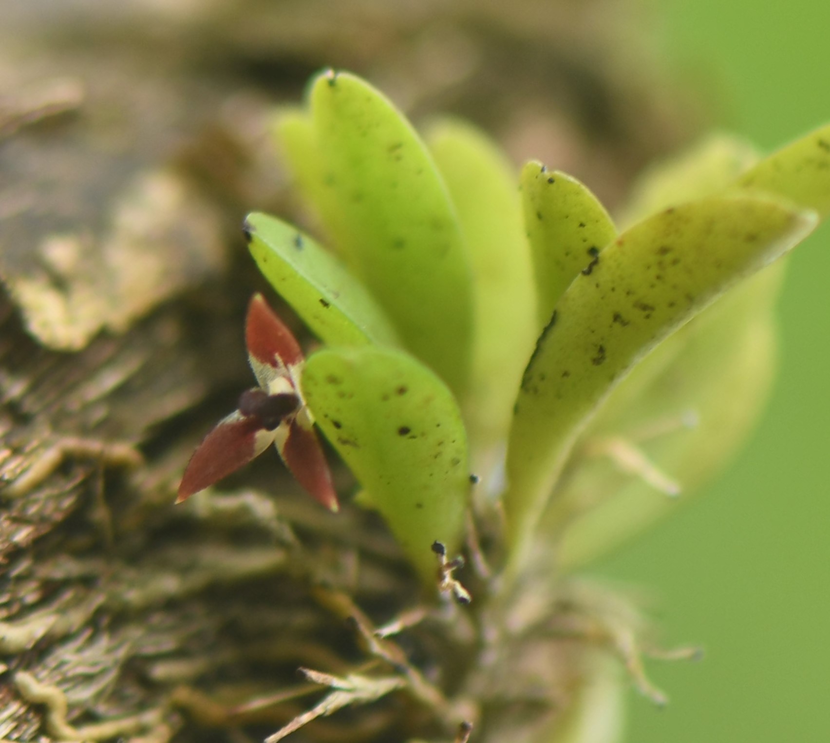 la plante du mois de février- 2023 - Jardin botanique de Guyane