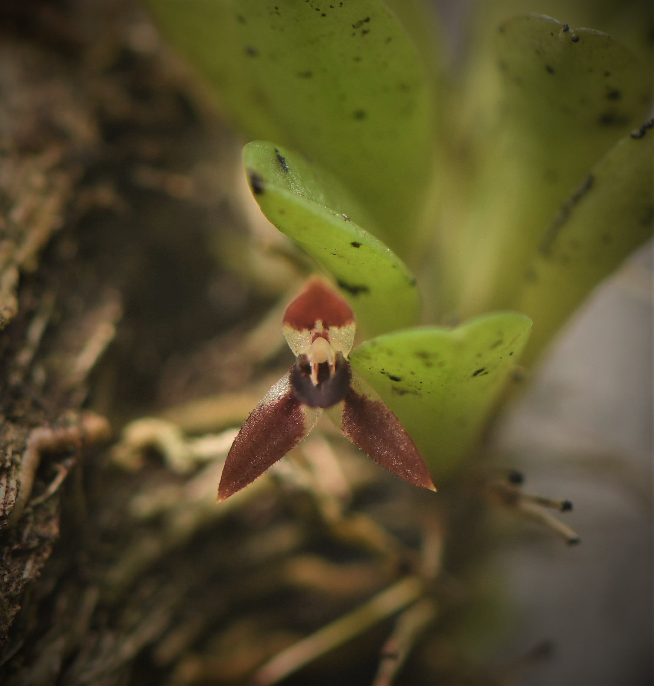 Jardin botanique de Guyane - Balade paisible à travers la flore Guyanaise