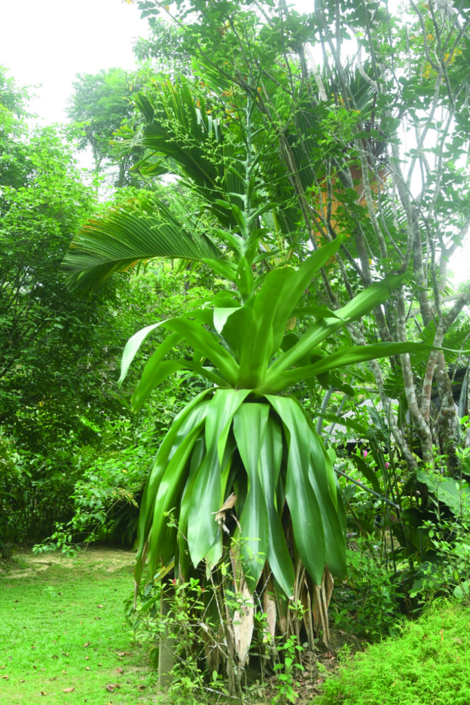 Jardin botanique de Guyane - Balade paisible à travers la flore Guyanaise