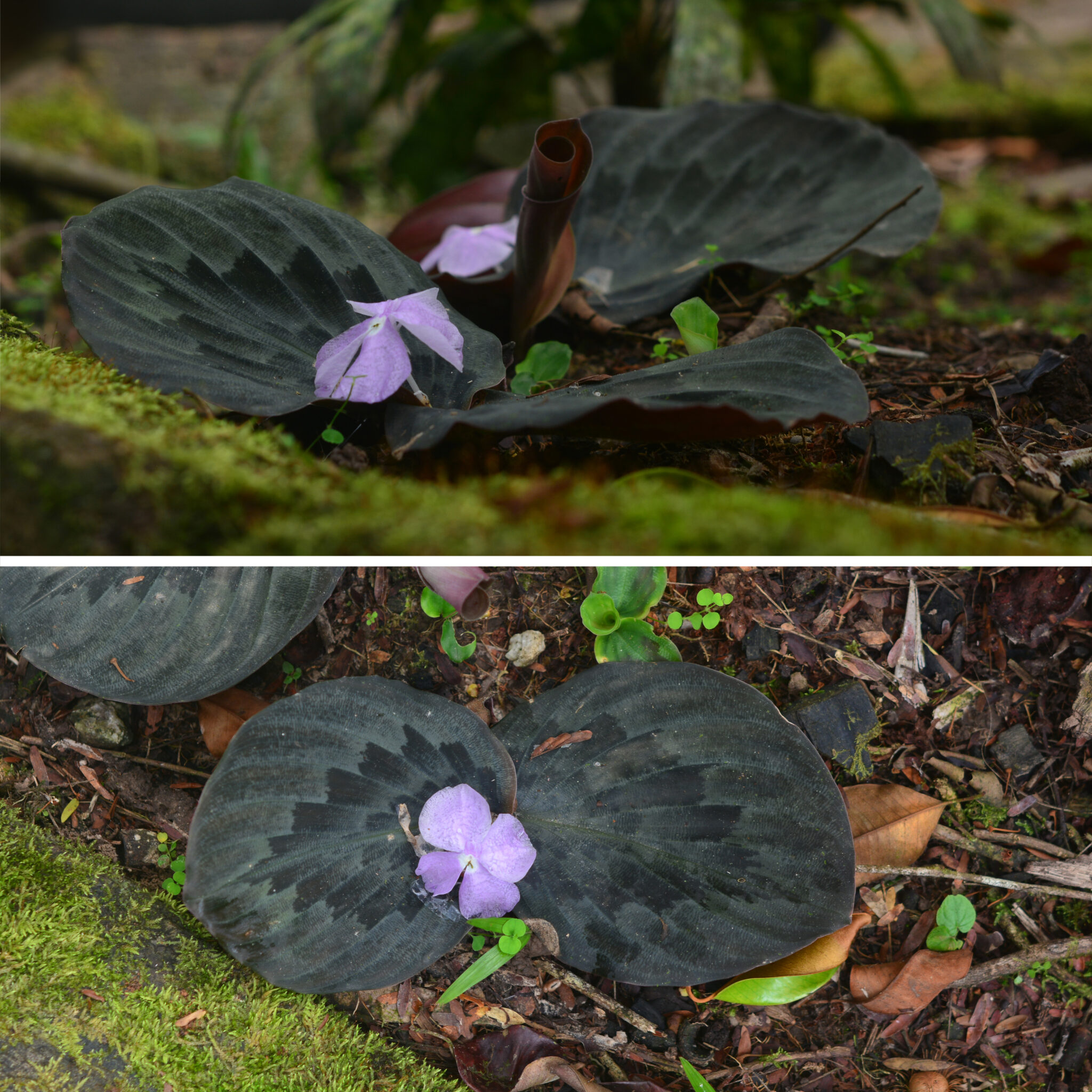 Jardin botanique de Guyane - Balade paisible à travers la flore Guyanaise