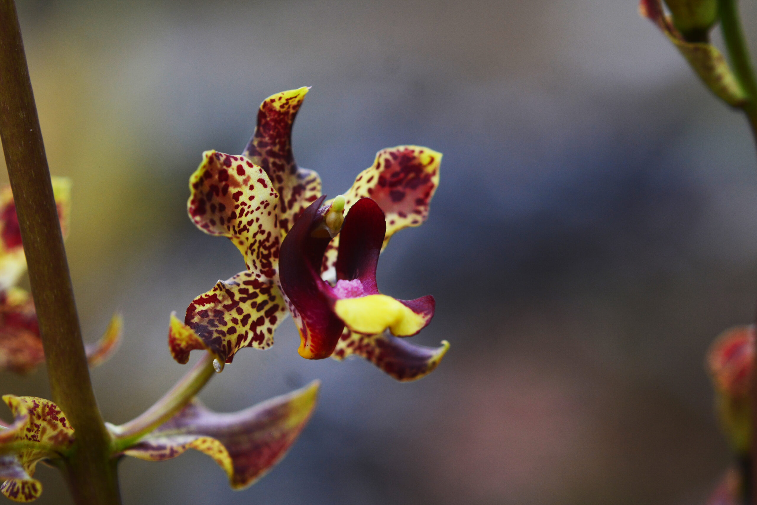 Jardin botanique de Guyane - Balade paisible à travers la flore Guyanaise